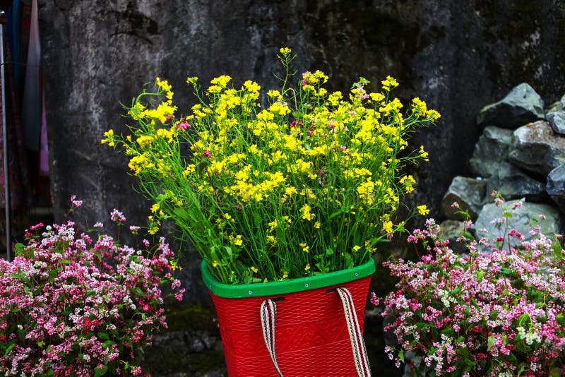 Yellow Cabbage Flower Bamboo Basket Stock Image - Image of organic ...