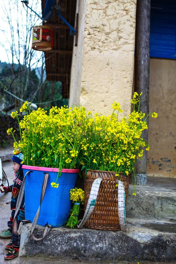 Yellow Cabbage Flower Bamboo Basket Stock Image - Image of asia ...