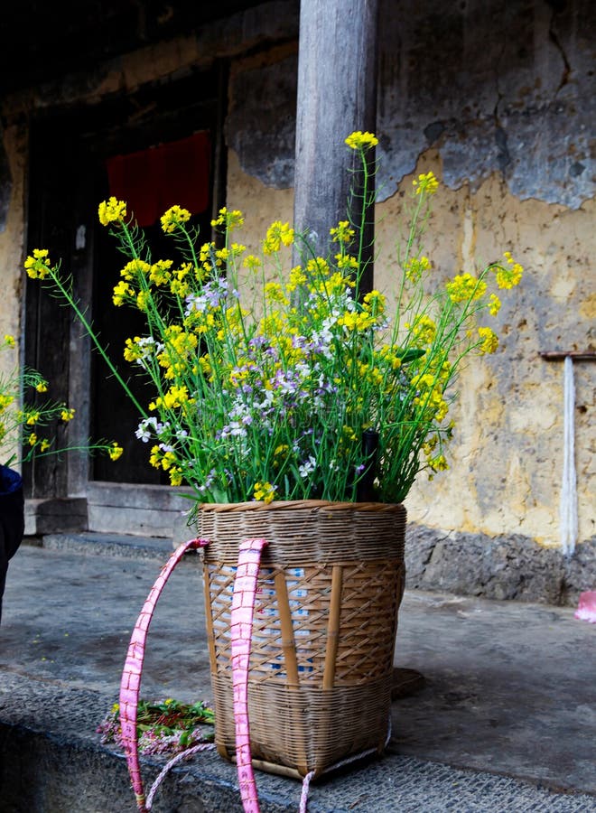 Yellow Cabbage Flower Bamboo Basket. Editorial Photography - Image of ...