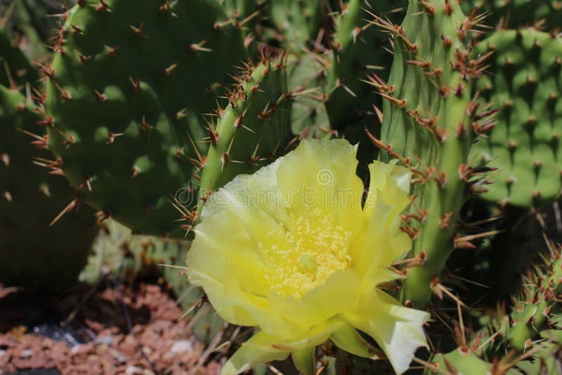 Yellow Cacti Flowers Blooming in Botanical Garden Stock Image - Image ...