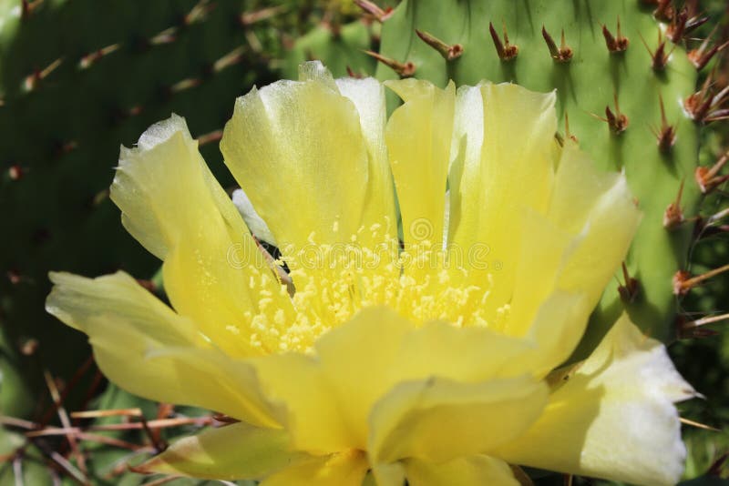 Red and Yellow Cacti in Pots. Home Gardening Plants Stock Photo - Image ...
