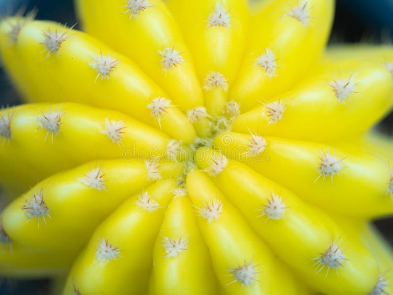 Yellow Cactus Blooming stock photo. Image of flora, botanical - 132086418