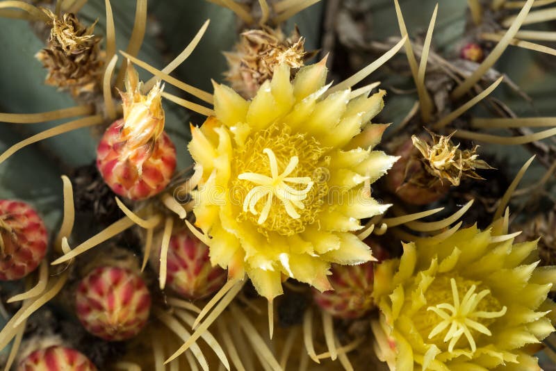 Yellow Cactus Blooms in a Desert Garden Stock Photo - Image of angeles ...