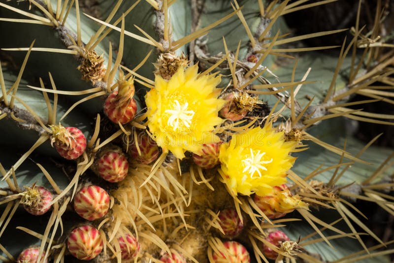 Yellow Cactus Blooms in a Desert Garden Stock Image - Image of sharp ...