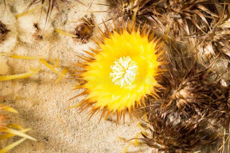 Yellow Cactus Blooms in a Desert Garden Stock Photo - Image of desert ...