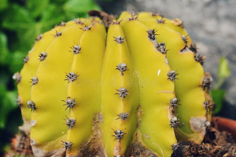 Yellow cactus stock image. Image of plant, flower, agave - 70795213