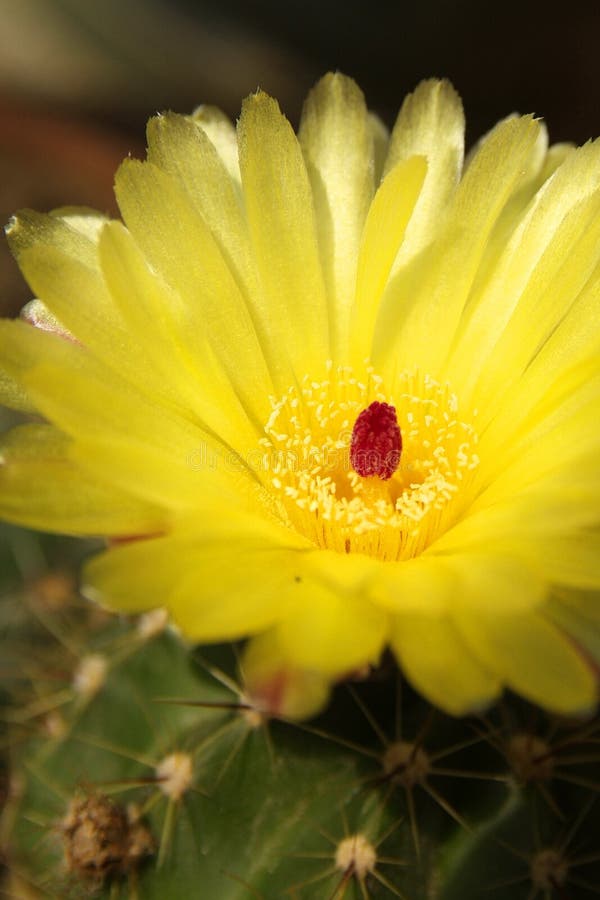Yellow cactus stock photo. Image of design, floral, plants - 81799430