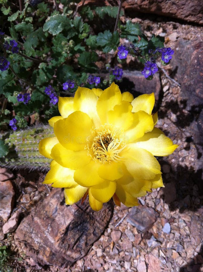 Yellow Cactus Flower stock photo. Image of cactus, beautiful - 24463508