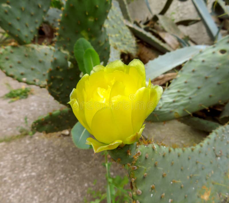 Yellow cactus flower stock image. Image of prickly, heat - 122573689