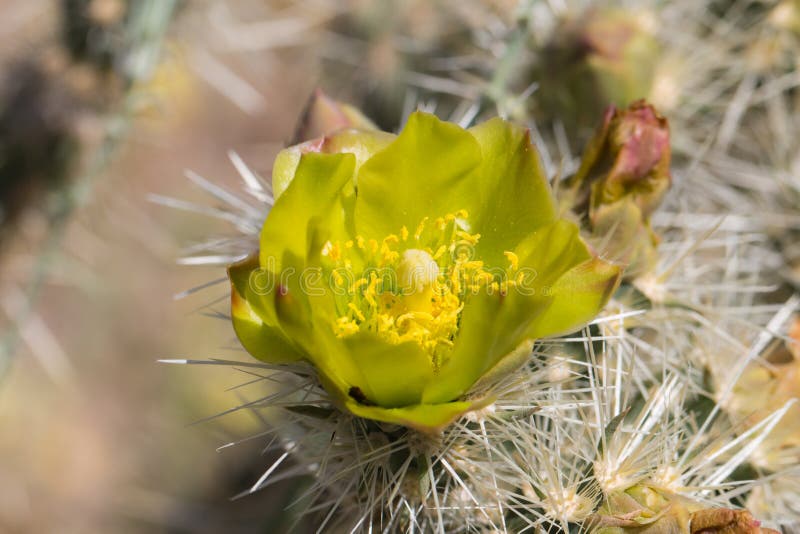 Yellow cactus flowers. stock image. Image of desert, nature - 90805213