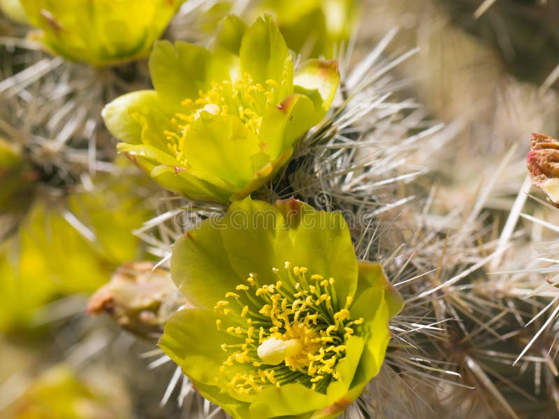 Yellow cactus flowers. stock photo. Image of garden, cactus - 90805268