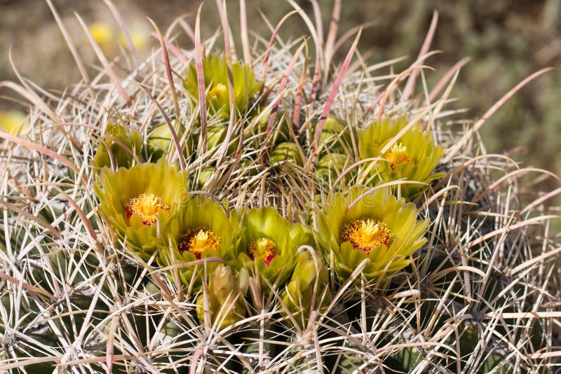 Yellow cactus flowers. stock image. Image of blooming - 90805813