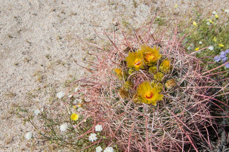 Yellow cactus flowers. stock image. Image of beauty, garden - 90805931