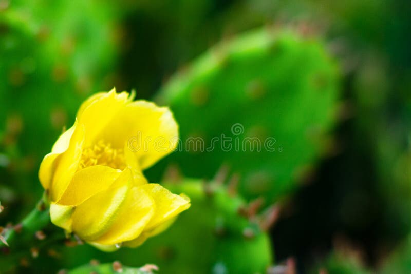 Yellow Cactus Flowers Bloom in the Street Stock Image - Image of nature ...