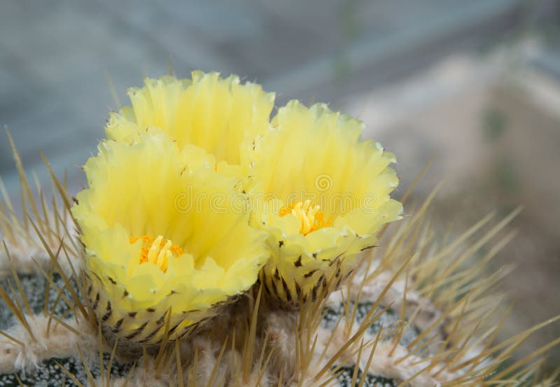 Yellow Cactus Flowers Closeup Stock Photo - Image of blossoming, cactus ...