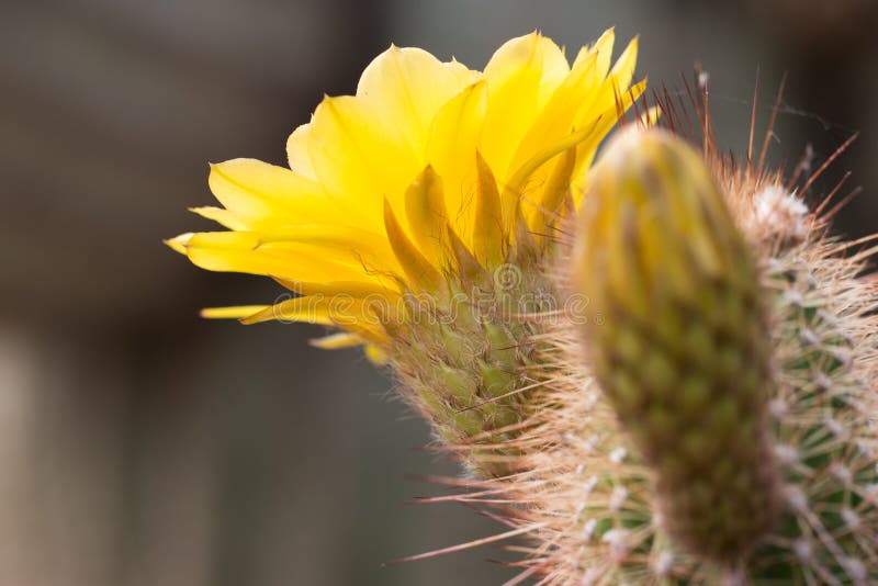 Yellow cactus flowers. stock photo. Image of arizona - 90767130