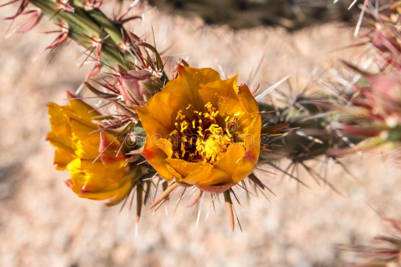 Yellow Cactus Flowers in Desert. Stock Photo - Image of closeup, nature ...