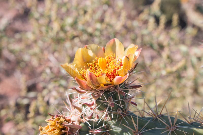 Yellow Cactus Flowers in Desert. Stock Image - Image of daylight ...