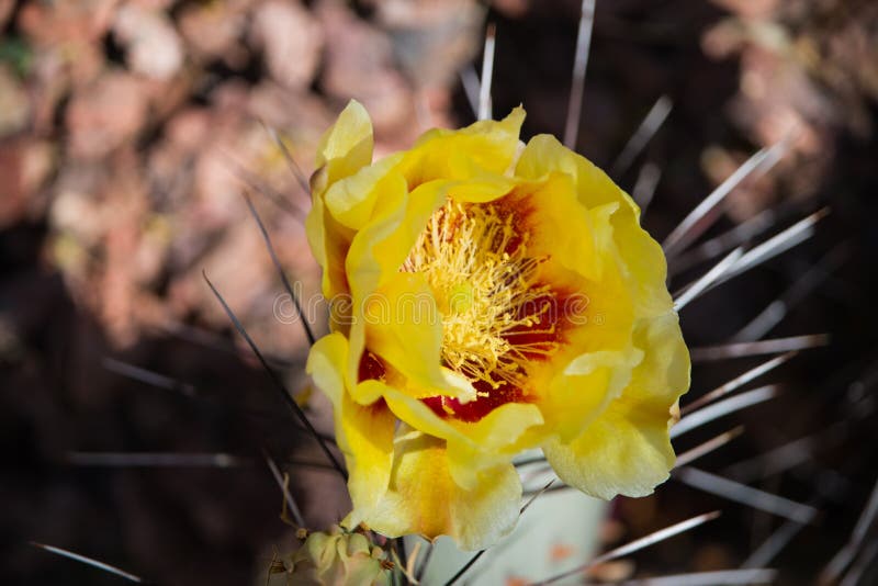 Yellow Cactus Flowers in Desert. Stock Image - Image of macro, beauty ...