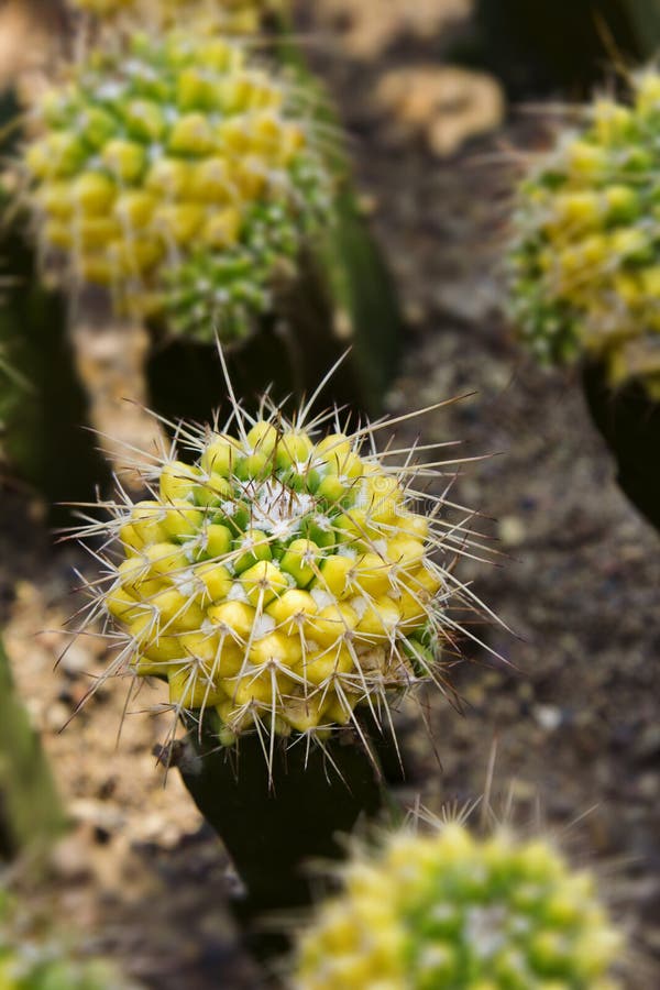 Yellow cactus 1 stock photo. Image of opuntia, genera - 53038288