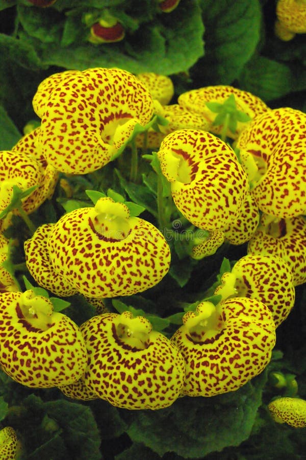Yellow Calceolaria flower stock image. Image of greenery - 4748203