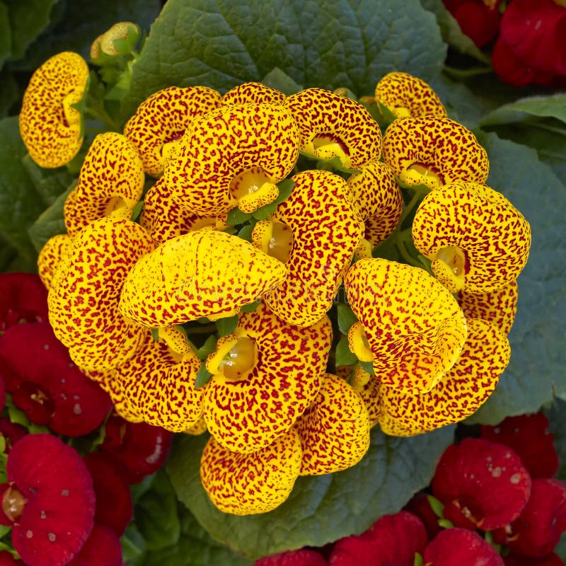 Yellow Calceolaria flower stock image. Image of greenery - 4748203