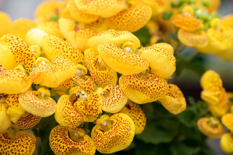 Yellow calceolaria flowers stock image. Image of valentine - 53037463