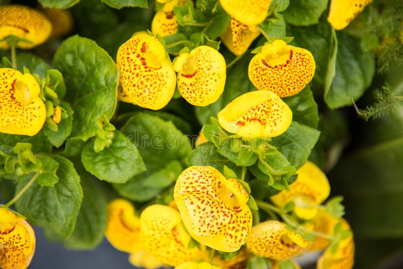 Yellow Calceolaria flower stock image. Image of greenery - 4748203