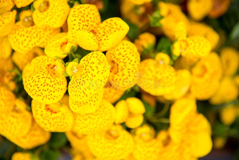 Yellow Calceolaria flower stock image. Image of greenery - 4748203