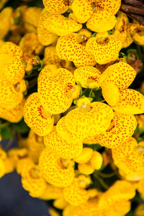 Yellow calceolaria flowers stock image. Image of garden - 53056947