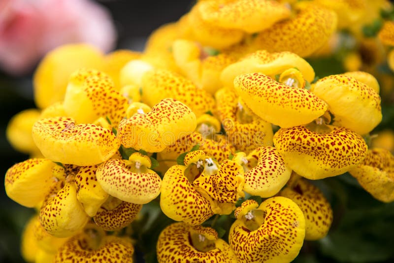 Yellow Calceolaria flower stock image. Image of greenery - 4748203