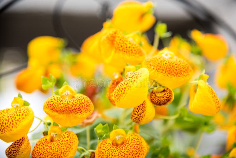 Yellow Calceolaria flower stock image. Image of greenery - 4748203