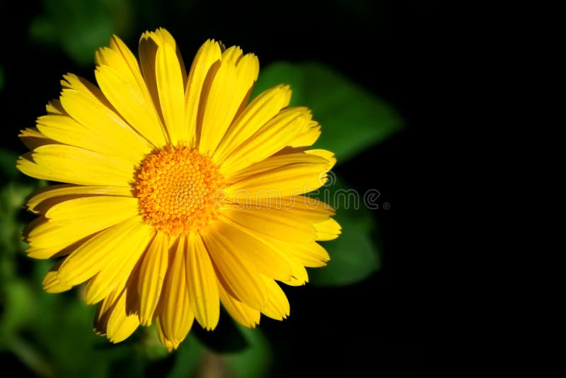 Yellow Calendula Officinalis (Pot Marigold) Flower Isolated On White ...