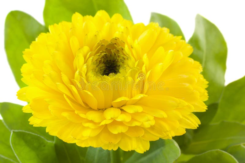 Yellow calendula closeup stock photo. Image of flower - 13411314