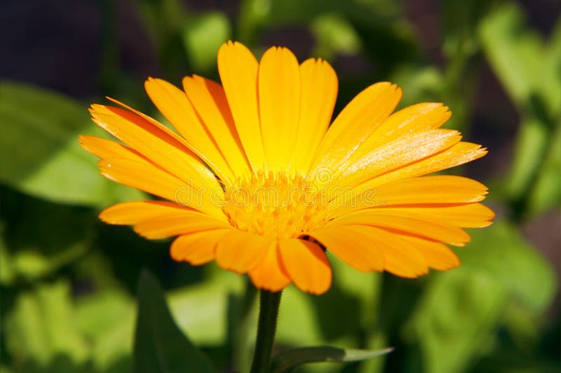 Yellow Calendula Flower Picture. Image: 4673734