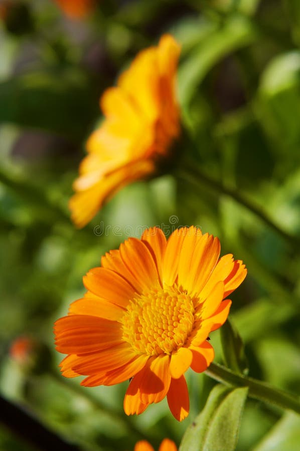 Yellow flower calendula stock image. Image of petal, beauty - 2737567