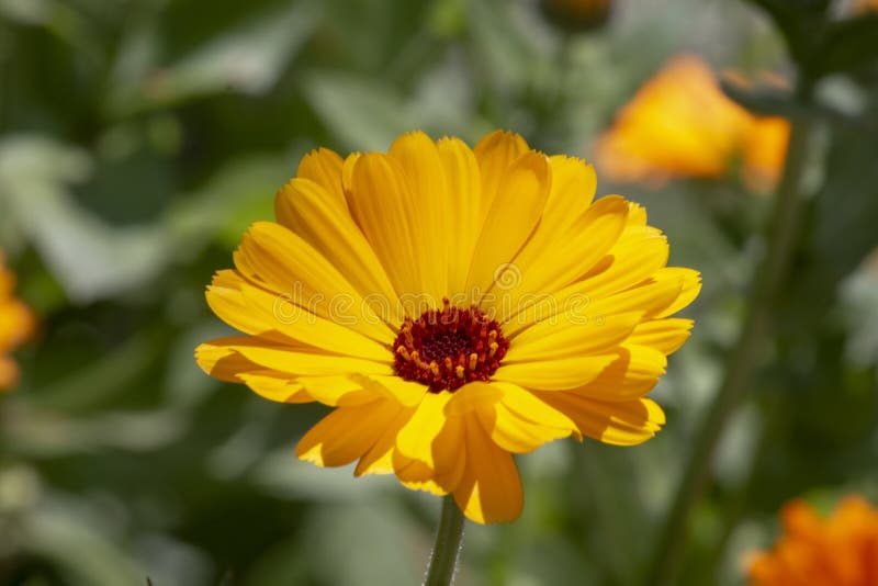 Yellow calendula flower stock image. Image of portugal - 119011837