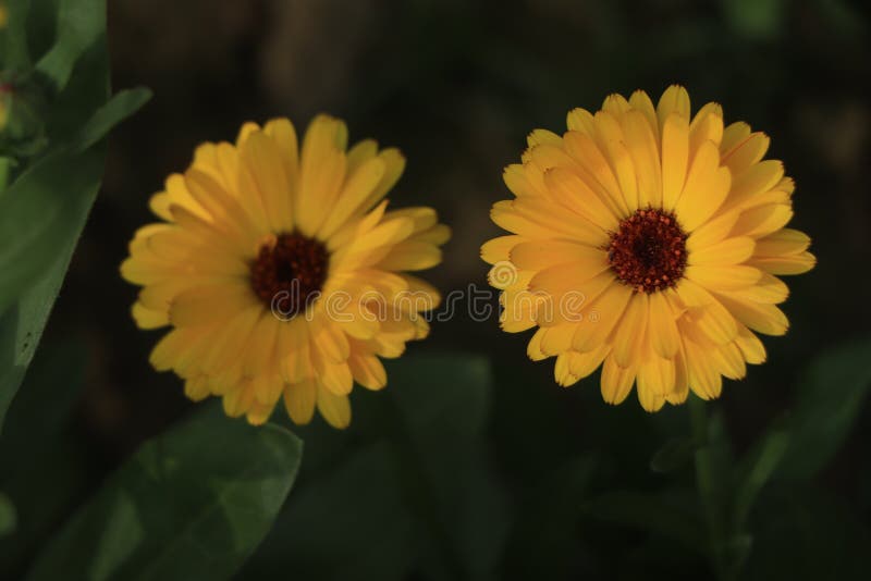 Yellow Calendula Flower Closeup. Young Calendula Flower Stock Photo ...