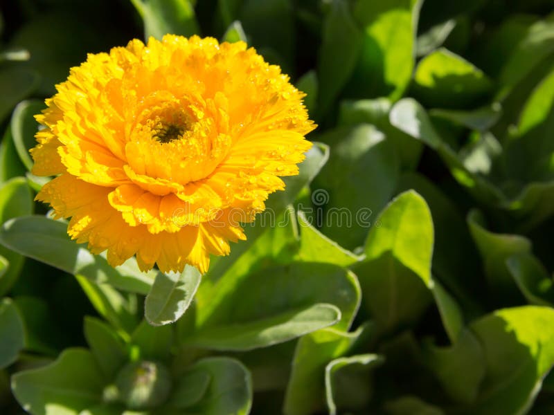 Yellow calendula flower stock photo. Image of closeup - 53643270