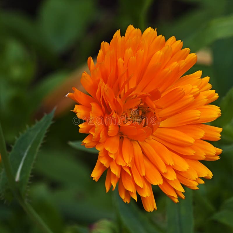Yellow calendula flower stock image. Image of homeopathic - 85520667