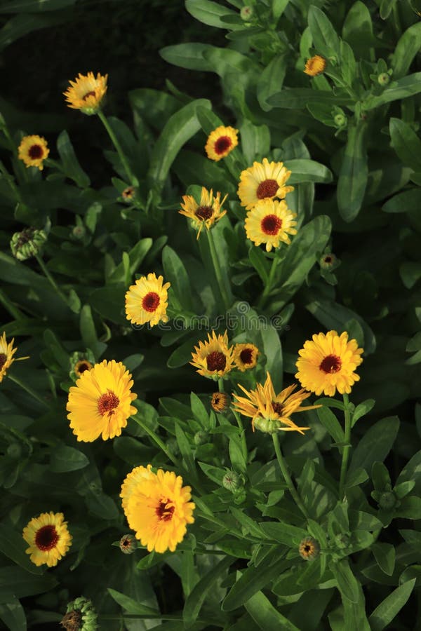 Yellow Calendula Flower in the Garden, Top View Calendula Field Stock ...