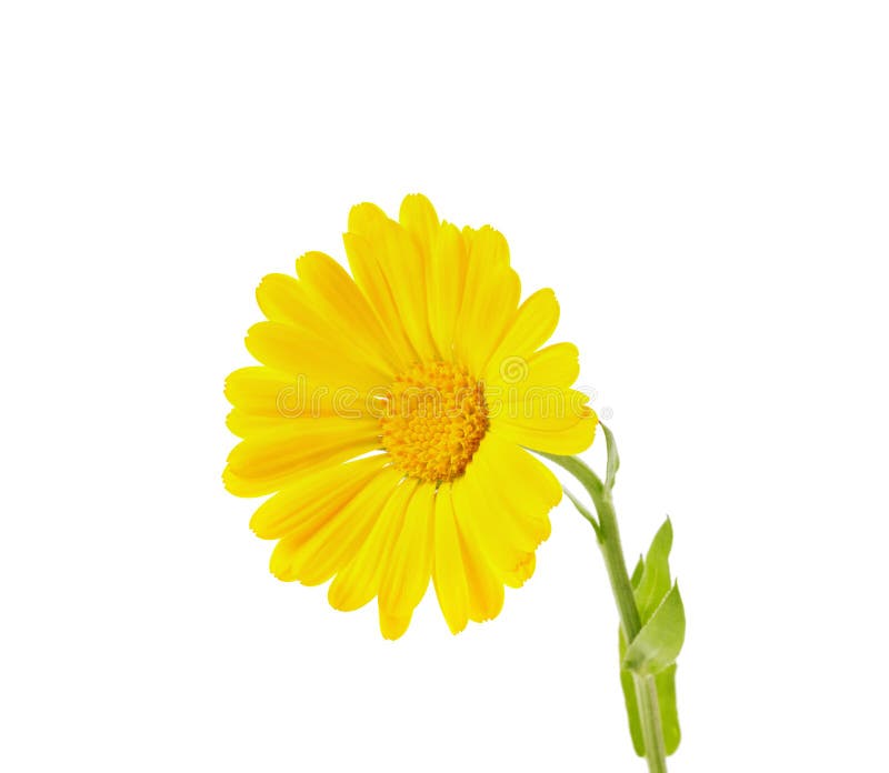 Yellow Calendula Officinalis (Pot Marigold) Flower Isolated On White ...