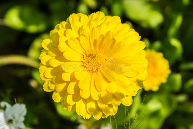 Yellow calendula stock image. Image of botany, beauty - 77733205