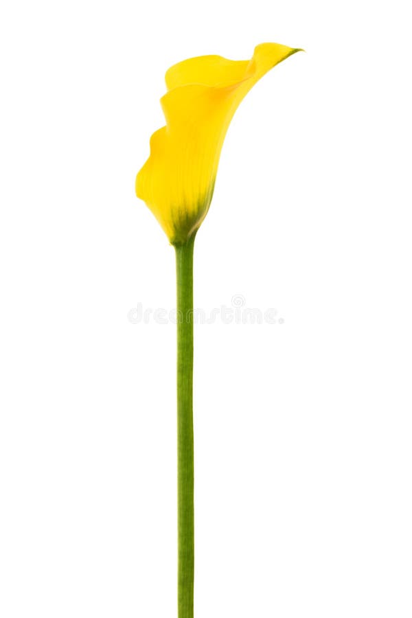 Yellow calla stock photo. Image of symbol, nature, simplicity - 15963038