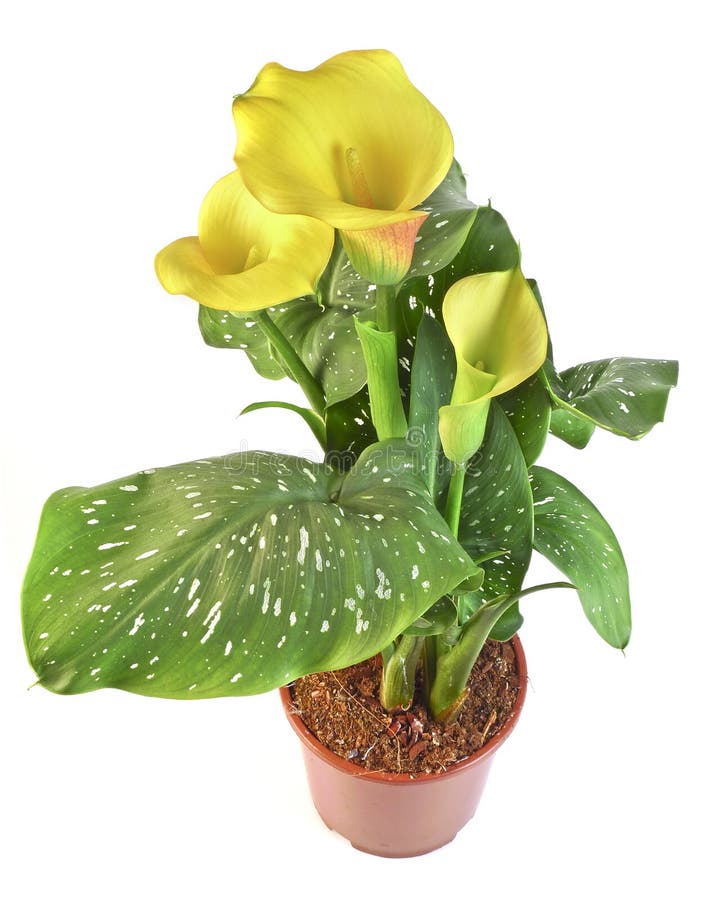 Yellow calla stock photo. Image of floral, arrangement - 23900416