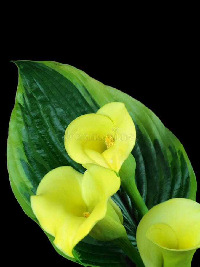 Yellow calla stock image. Image of botanical, garden, back - 6025803