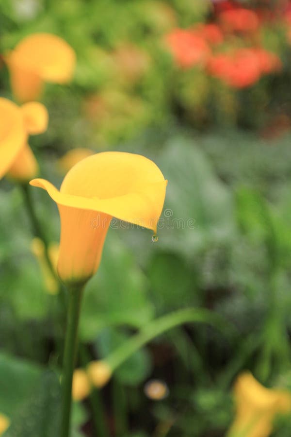 A Yellow Calla Flowers Composition at Spring Stock Photo - Image of ...