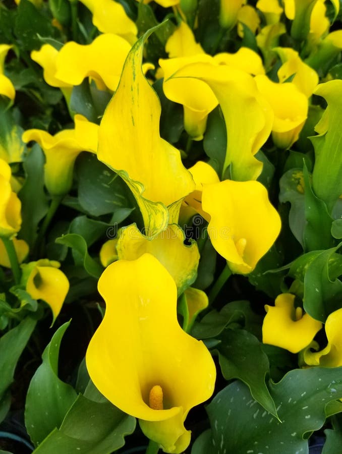 Yellow Calla Lily Flowers Blooming in the Spring Stock Image - Image of ...