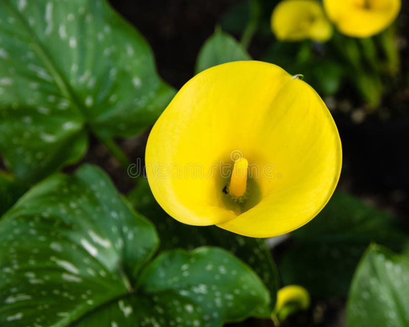 Yellow Calla Lily Plant in Bloom Stock Image - Image of petals, plants ...