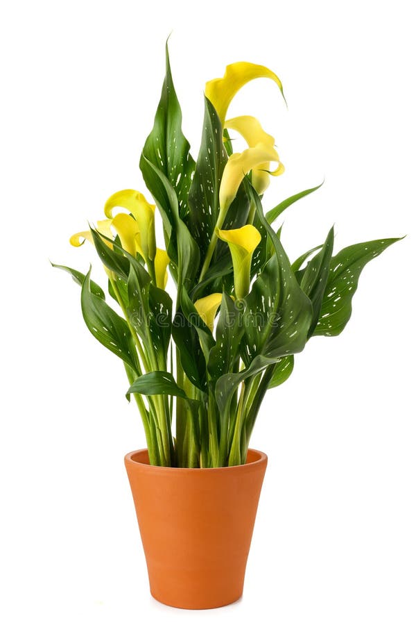 Yellow calla plant in vase stock image. Image of bloom - 282319357